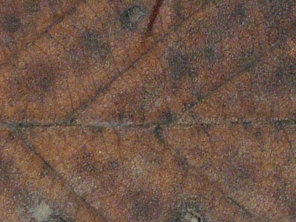 texture 0041 - Texturelib